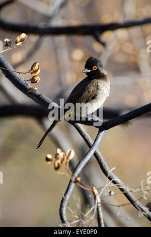 Red-eye Bulbul (Pycnonotus nigricans nigricans Stock Photo - Alamy