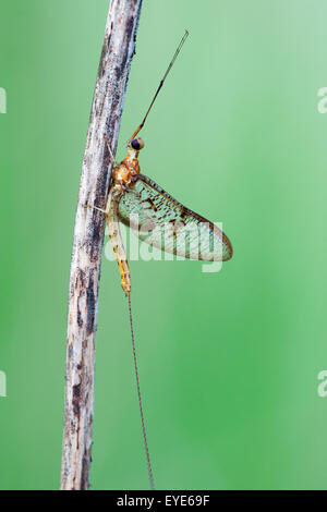 Mayfly (Ephemeroptera), Germany Stock Photo - Alamy