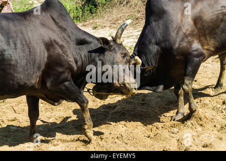 Fighting cow attacks on battle field, Traditional cow fighting Stock ...