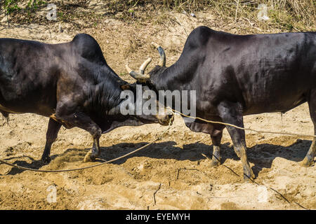 Fighting cow attacks on battle field, Traditional cow fighting Stock ...