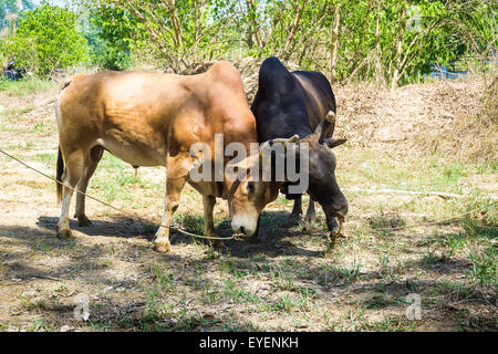 Bull fighting on soil field, Cow fighting is a traditional game of ...