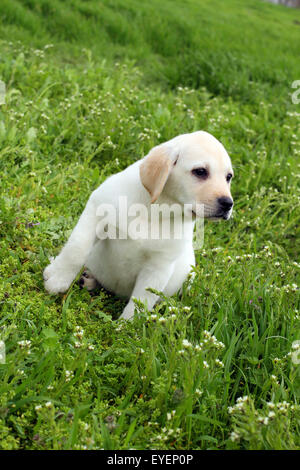 nice yellow labrador puppy in summer close up portrait Stock Photo - Alamy