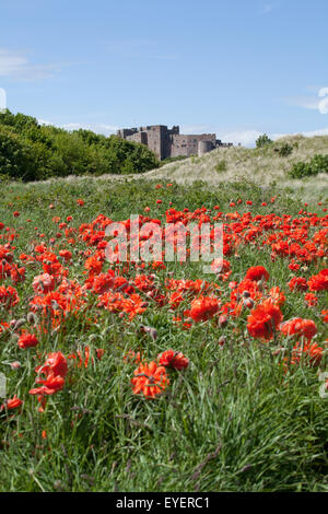 Bamburgh Castle and Poppies, Northumberland Stock Photo - Alamy