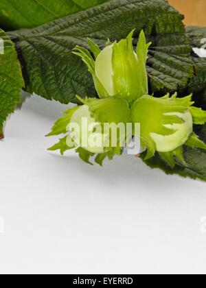 Wild hazelnuts from the hazel tree in a UK country hedgerow Stock Photo ...