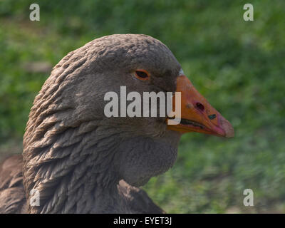 Standard Dewlap Toulouse goose Stock Photo - Alamy