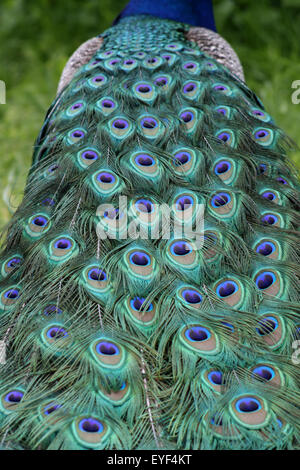Back view of a peacock with its beautiful feathers Stock Photo - Alamy