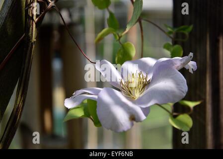Clematis in all their glory, Nellie Moser,Jackmanii, and Louise Rowe ...