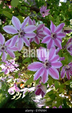 Clematis in all their glory, Nellie Moser,Jackmanii, and Louise Rowe ...