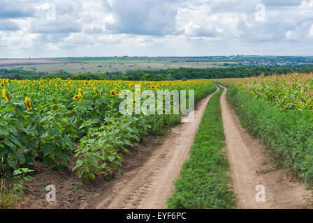 Classic central Ukrainian rural landscape at summer season Stock Photo ...