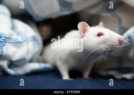 Two pet rats closeup photo Stock Photo - Alamy
