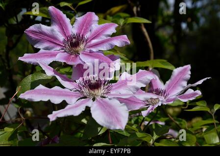 Clematis in all their glory, Nellie Moser,Jackmanii, and Louise Rowe ...