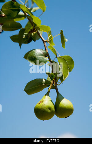 Greece, Halkidiki, Fruit trees growing wild in the hills; Ierissos ...