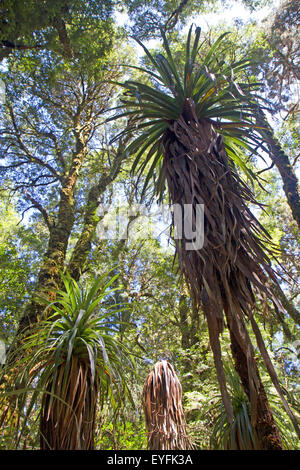 Pandani Trees, Australia, Tasmania, Cradle Mountain, National Park ...