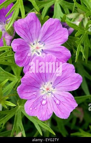 Blood Geranium, Geranium sanguineum Stock Photo - Alamy