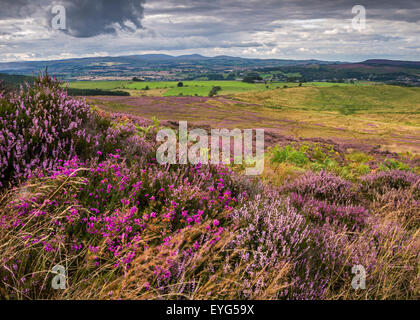 Heather in Bloom on the Simonside Hills from Dove Crag near Rothbury ...