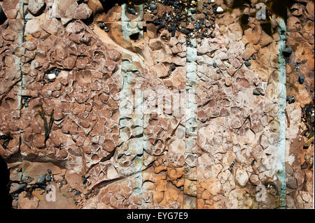Mudstone, (Keuper Marl), with concodial fractures, Antrim Coast Stock ...