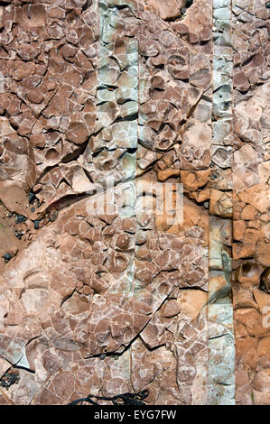 Mudstone, (Keuper Marl), with concodial fractures, Antrim Coast Stock ...