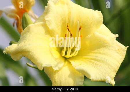 The ‘Stella Supreme’ lily (Hemerocallis) is a popular perennial, it ...