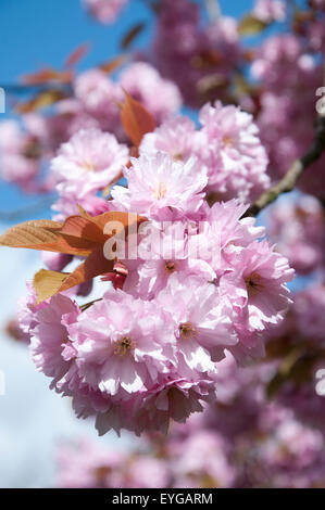 Spring at Nottingham Castle, Nottinghamshire England UK Stock Photo - Alamy