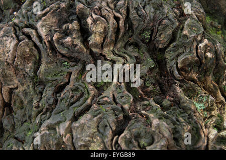 A gnarled old tree stump at Sherwood Forest National Nature Reserve ...