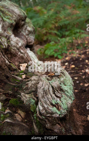 A gnarled old tree stump at Sherwood Forest National Nature Reserve ...