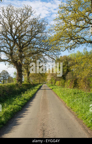 Narrow country road with hedges and trees on both sides in ...