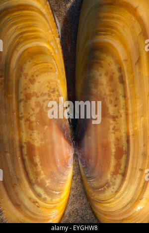 Razor clam shells, Bayocean Peninsula, Oregon Stock Photo - Alamy