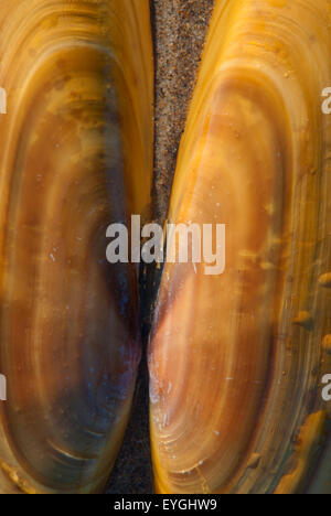 Razor clam shells, Bayocean Peninsula, Oregon Stock Photo - Alamy