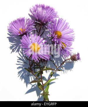 Rauhblattaster; Barr's Blue Stock Photo - Alamy