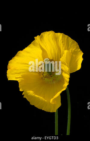 Scheinmohn, Meconopsis, cambrica Stock Photo - Alamy