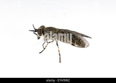 Bremse; Bremsen; Fliege; Tabanus Bovinus; Insekt Stock Photo - Alamy