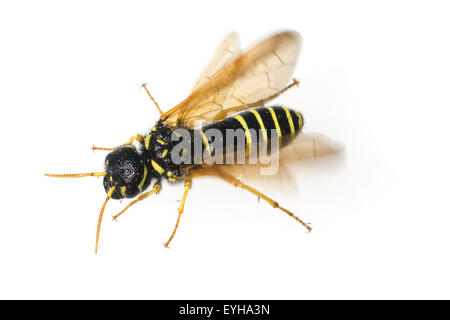 Grabwespe, Gorytes laticinctus Stock Photo - Alamy