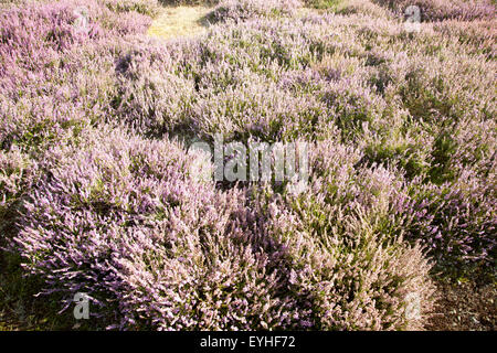 Purple flowering heather plants growing on heathland in summer Stock ...