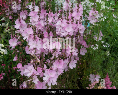 Sidalcea ‘Elsie Heugh’ prairie mallow Elsie Heugh – upright racemes of ...