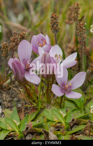 Field Gentian (Gentianella campestris) flowering. Photographed in the ...