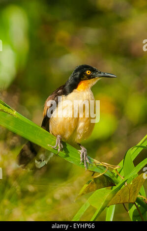 orange-throated tanager (Wetmorethraupis sterrhopteron), Two orange ...