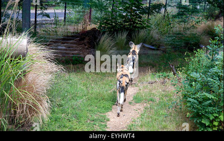 African wild hunting dogs at London Zoo Stock Photo - Alamy