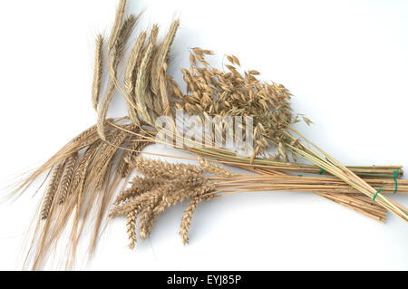 Getreidekoerner, Getreidekorn, Hafer, Weizen, Roggen, Gerste ...