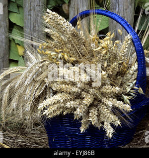 Getreidekoerner, Getreidekorn, Hafer, Weizen, Roggen, Gerste Stock ...