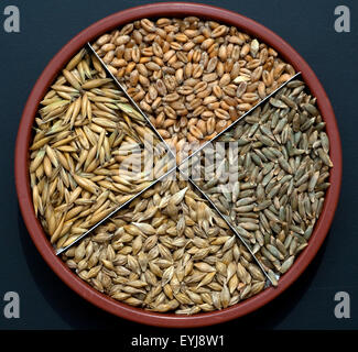 Getreidekoerner, Getreidekorn, Hafer, Weizen, Roggen, Gerste Stock ...