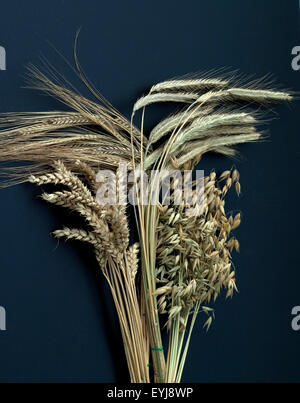 Getreidekoerner, Getreidekorn, Hafer, Weizen, Roggen, Gerste ...