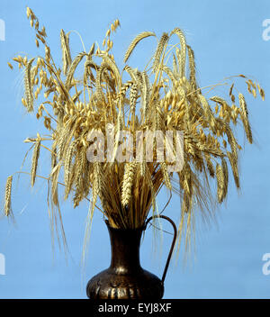 Getreidekoerner, Getreidekorn, Hafer, Weizen, Roggen, Gerste Stock ...