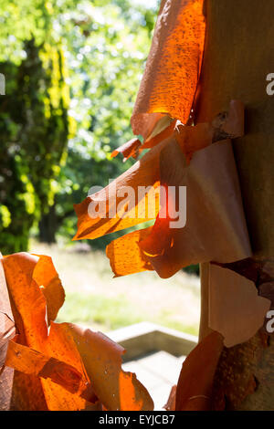 Acer Griseum, Chinese Paperbark Maple Stock Photo - Alamy