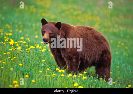 cinnamon bears (Ursus americanus) in Sequoia National Park California ...