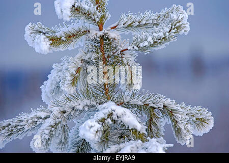Western White Pine (Pinus monticola), Yosemite National Park Stock ...