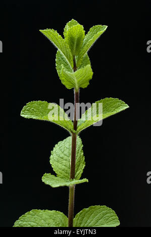 Spanish Mint, mentha spicata Stock Photo - Alamy