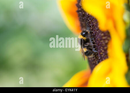 Bombus lucorum. Bumblebee on helianthus flying saucers flower. Bee on ...