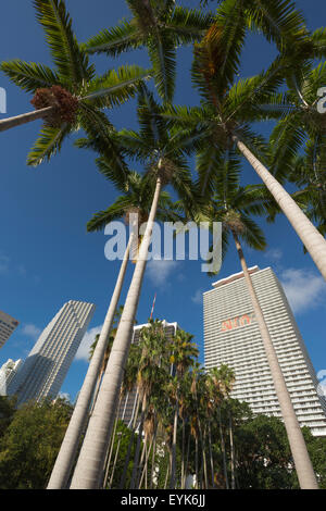 TALL PALM TREES SKYSCRAPERS DOWNTOWN MIAMI FLORIDA USA Stock Photo - Alamy