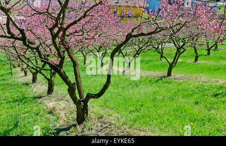 Italy, Piedmont, Roero, peach trees in blossom Stock Photo - Alamy