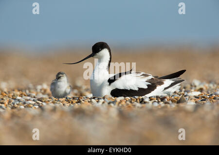 Avocet (Recurvirostra avosetta) protecting its chick on the beach Stock ...
